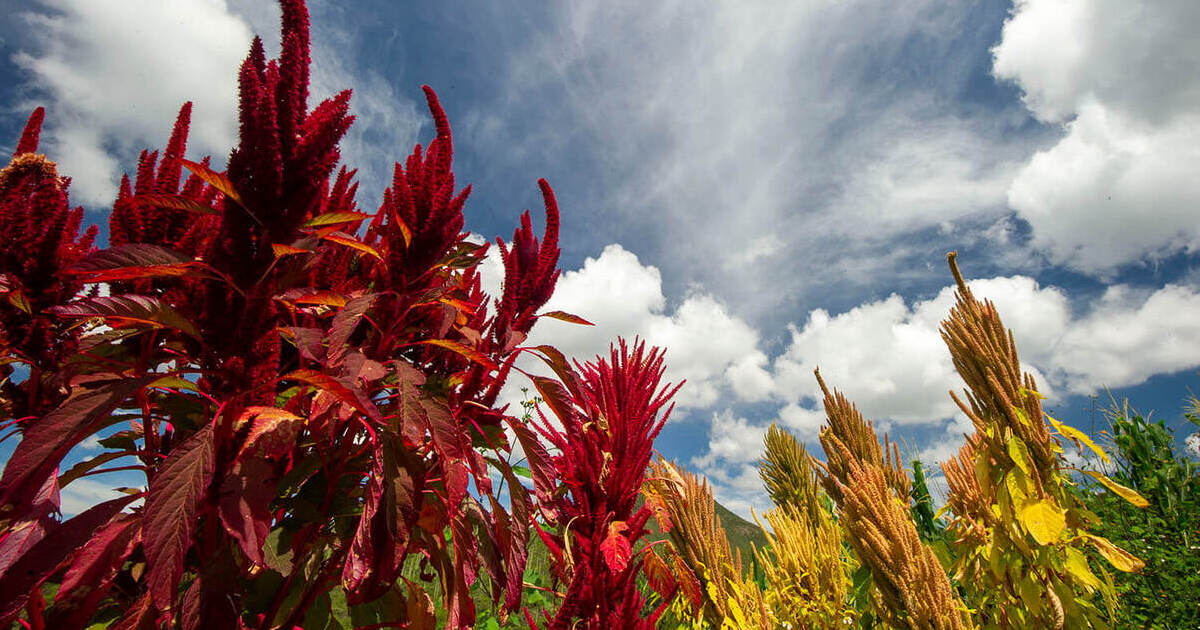 El rescate del amaranto – Grupo Cooperativo Quali– Albora